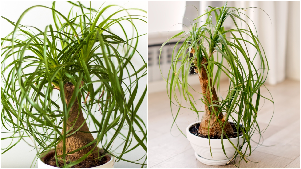 Zdobí slonia noha tvoju domácnosť? Zisti, ako ju pestovať - KAMzaKRASOU.sk