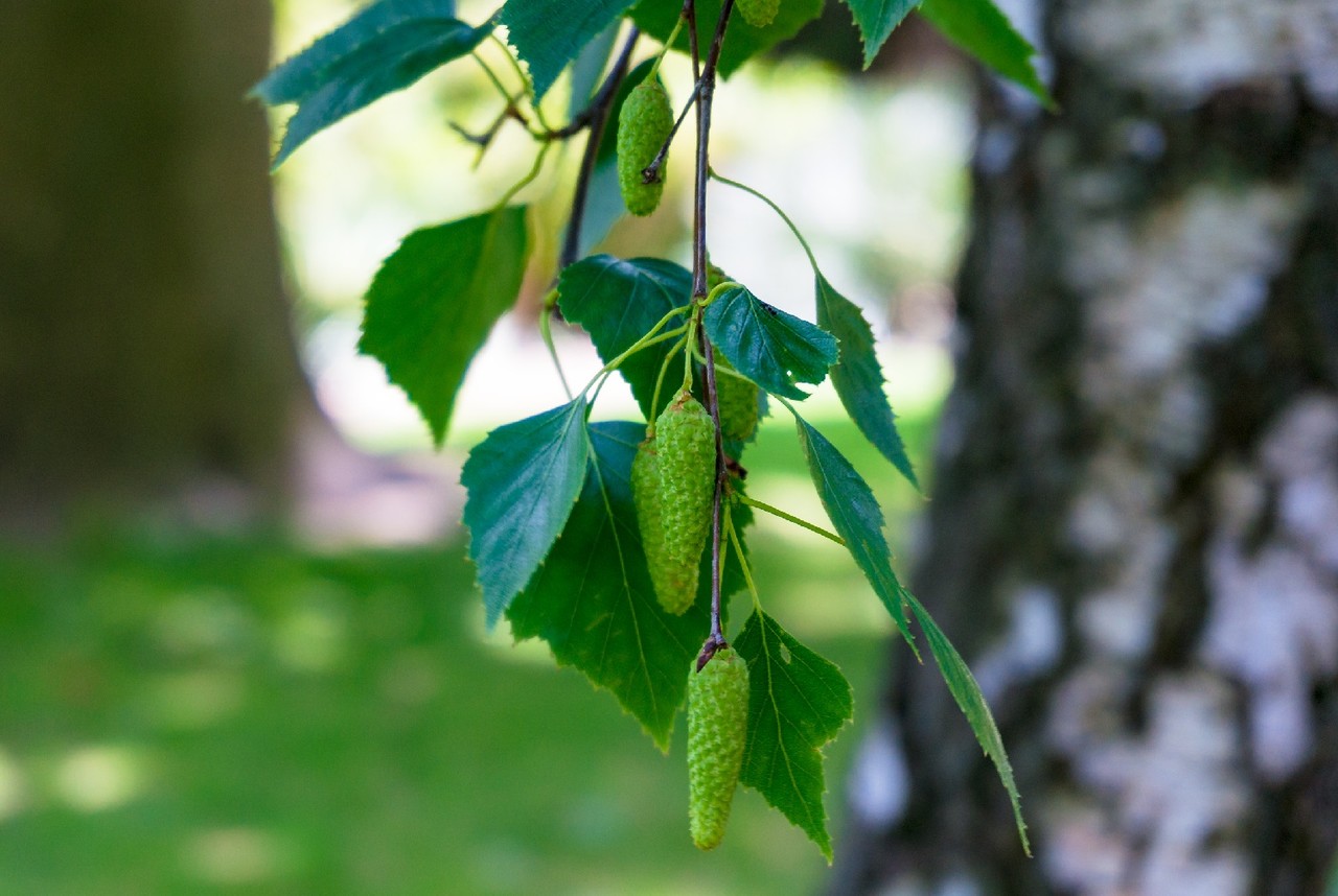 Breza previsnutá a jej účinky – ktoré časti využiť pre zdravie a ako ...