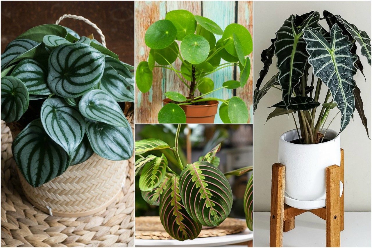 Izbové rastliny s okrasnými listami, ktoré musíte mať doma ...