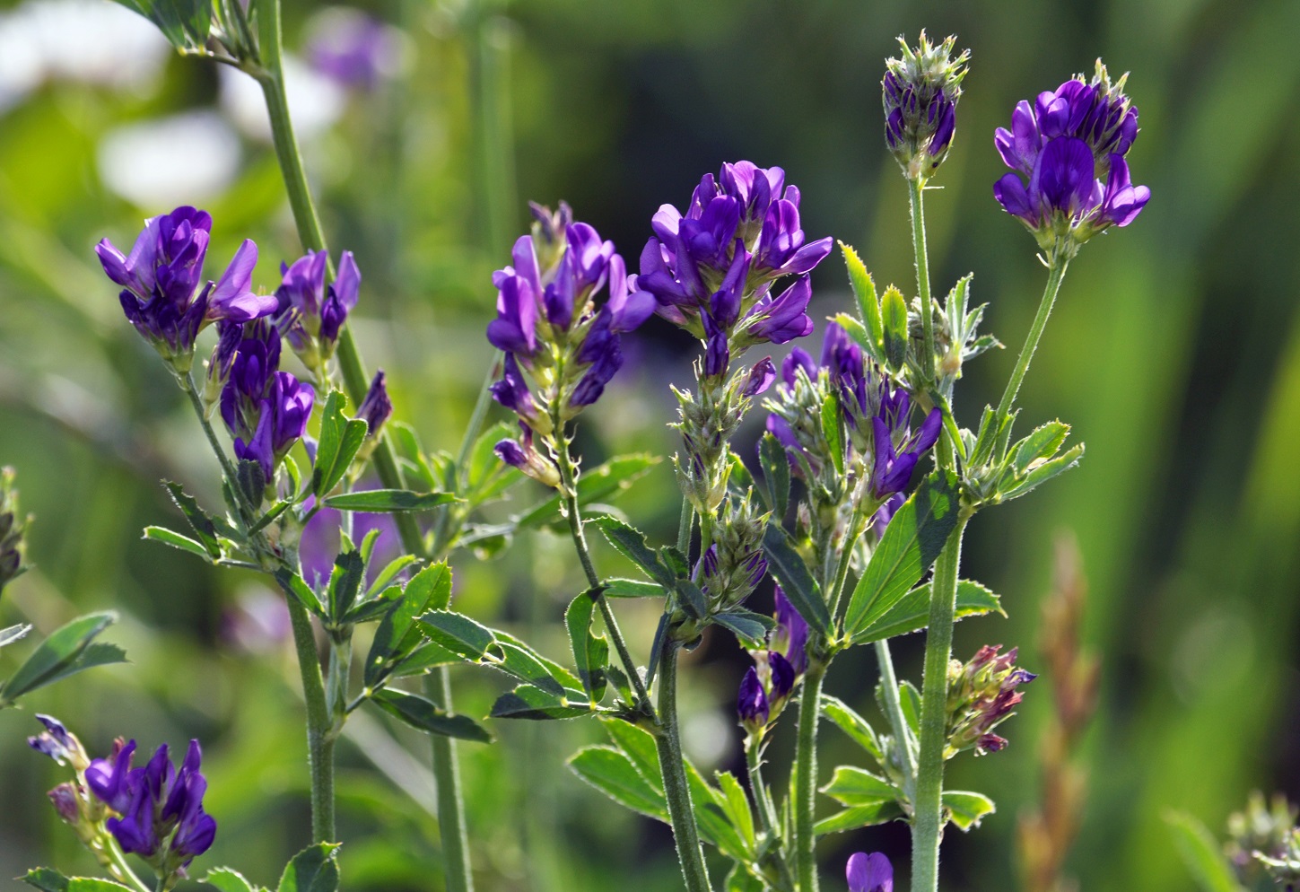 Lucerna siata: Táto poľnohospodárka plodina ťa dostane liečivou silou ...