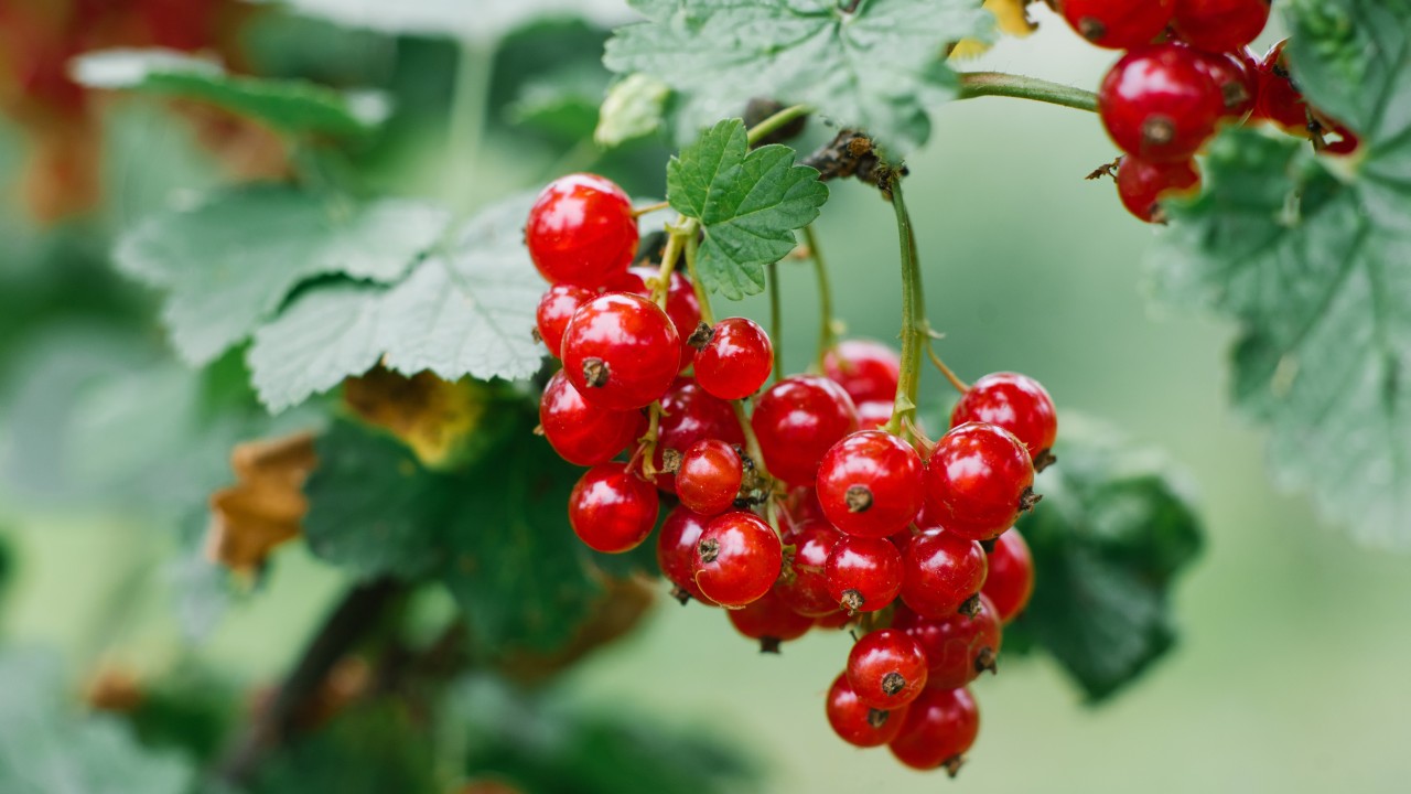 Čo ukrývajú červené ríbezle pod povrchom? Takto na ne reaguje naše telo ...