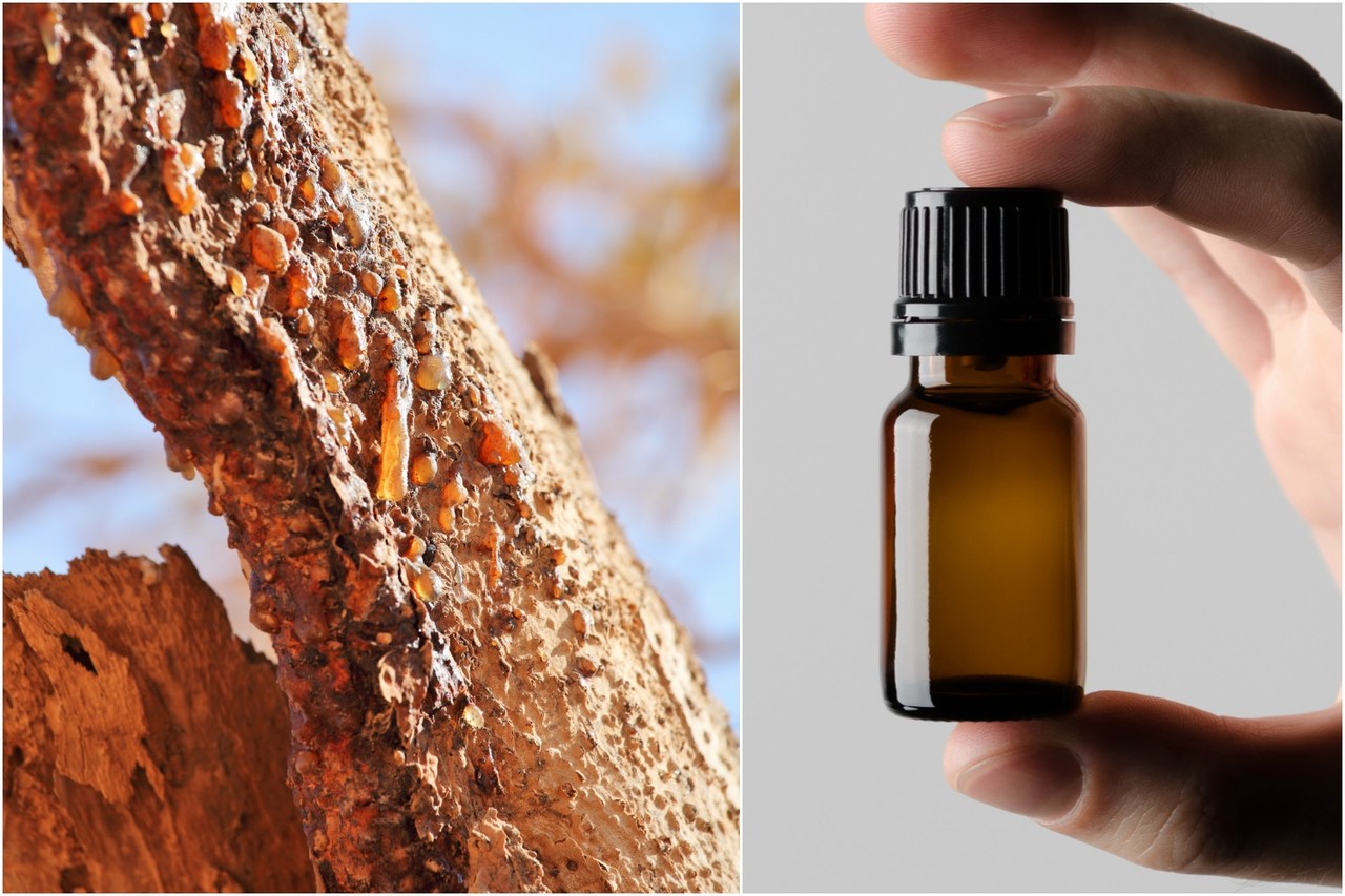 Esenciálny olej z myrhovníka: Je nielen príjemne voňavý, ale i liečivý ...