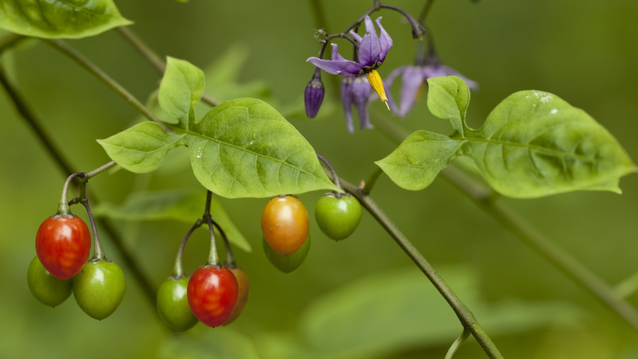 Je ľuľok sladkohorký jedovatý alebo nie? Pozor, nemýľ si ho s inými ...
