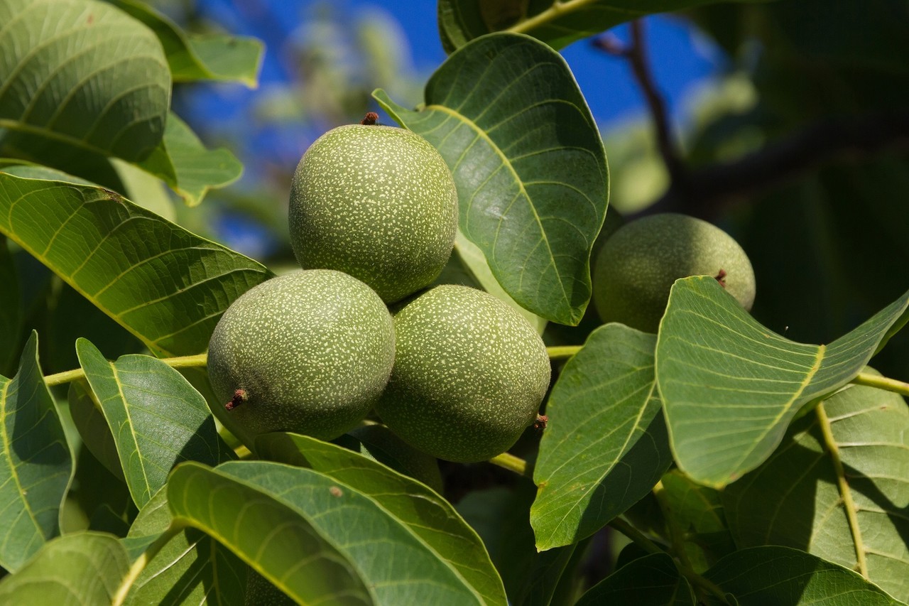 Orech kráľovský a jeho účinky – na čo sú dobré orechové listy ...