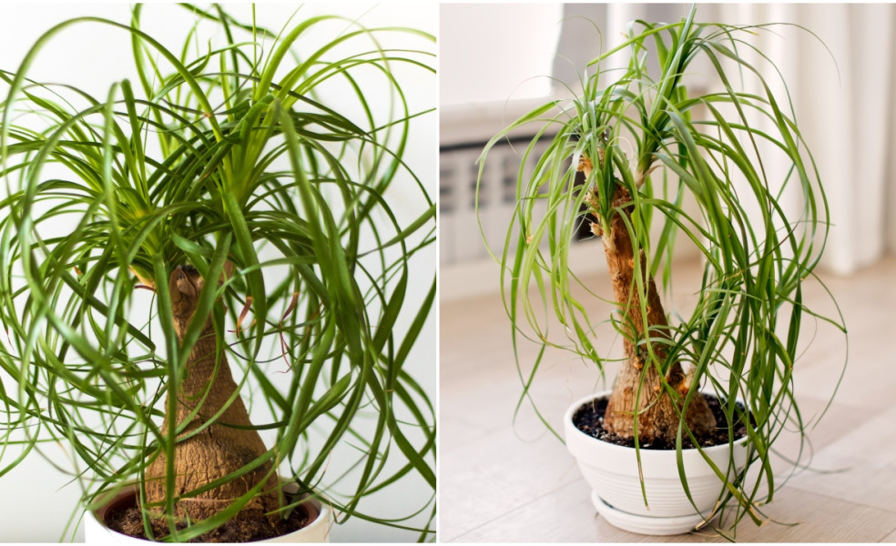 Zdobí slonia noha i tvoju domácnosť? Zisti, ako na jej pestovanie ...