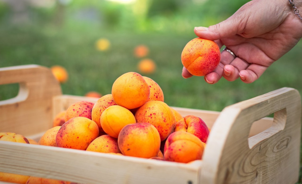 Samozber marhúľ: Kde na Slovensku nájdete najchutnejšie marhule ...