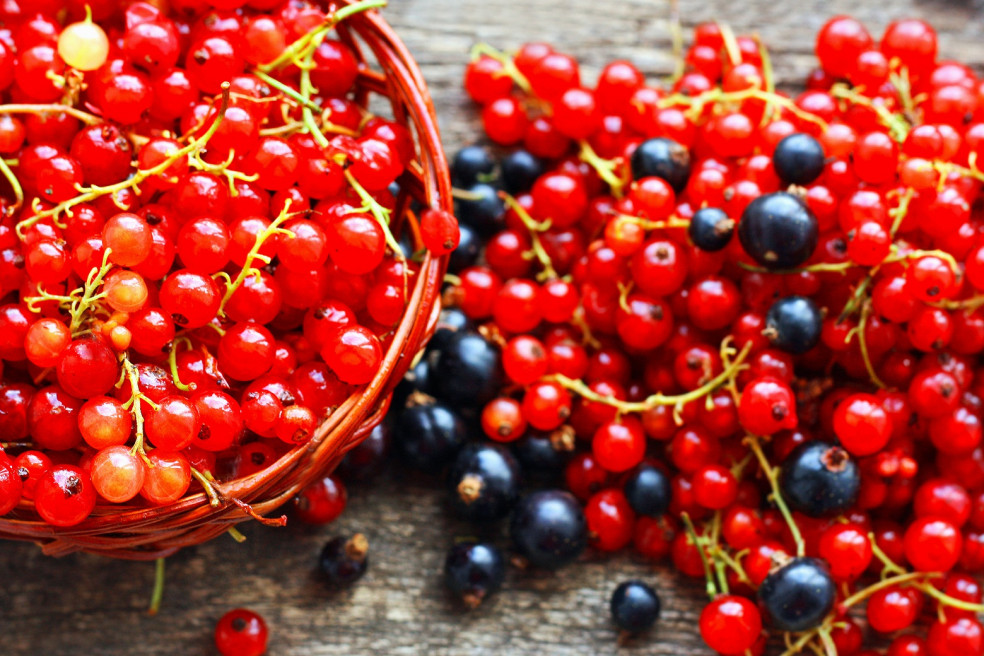 Recept na ríbezľový sirup: Vychutnávaj si ríbezle po celý rok ...