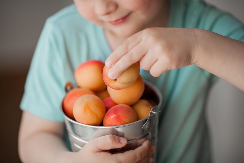 Samozber marhúľ: Kde na Slovensku nájdete najchutnejšie marhule ...